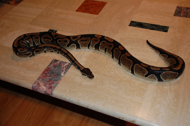  largest Ball Python MonsterFishKeepers